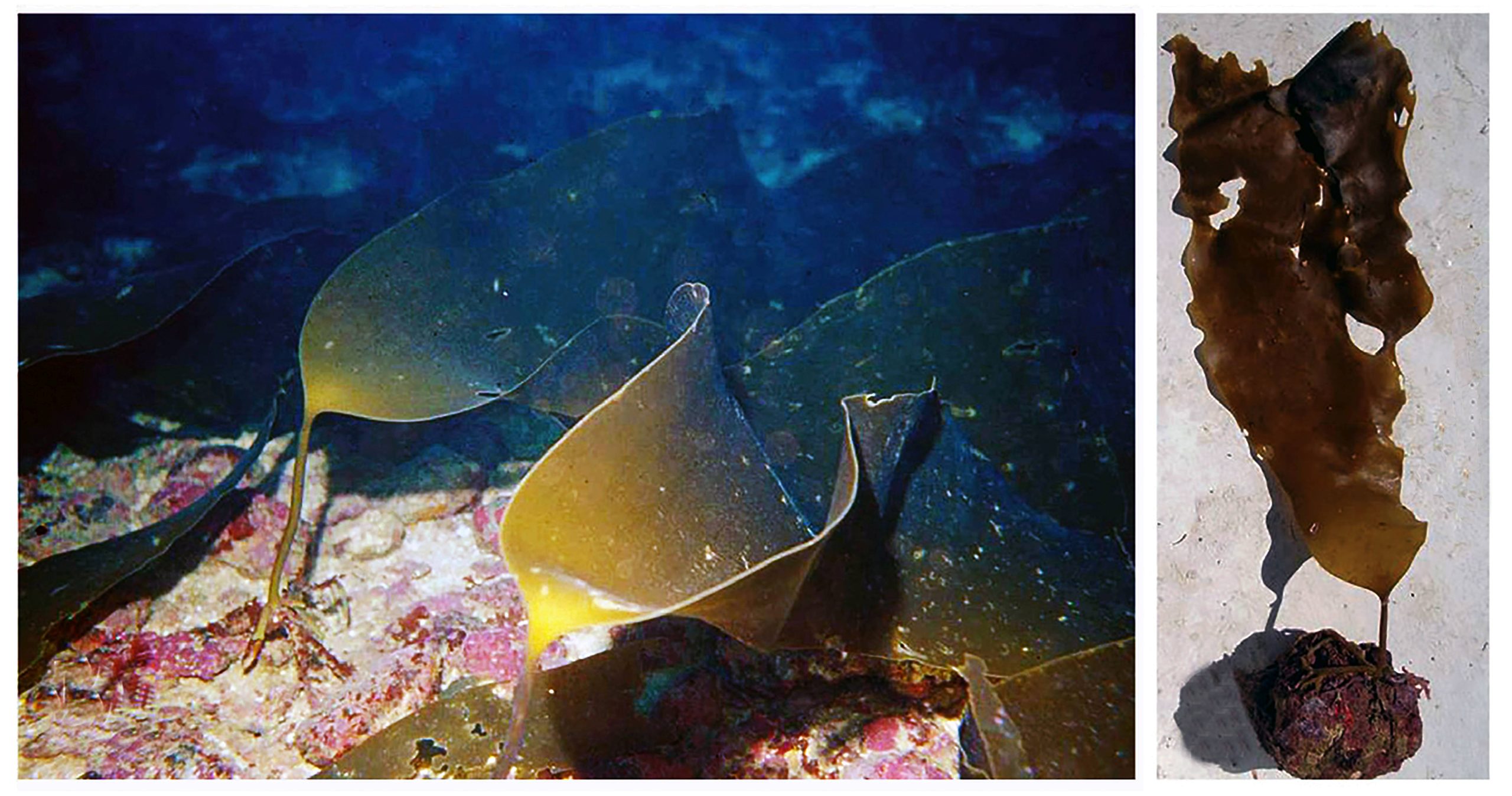 One of the world’s most threatened ecosystems ‹ Restoreseas