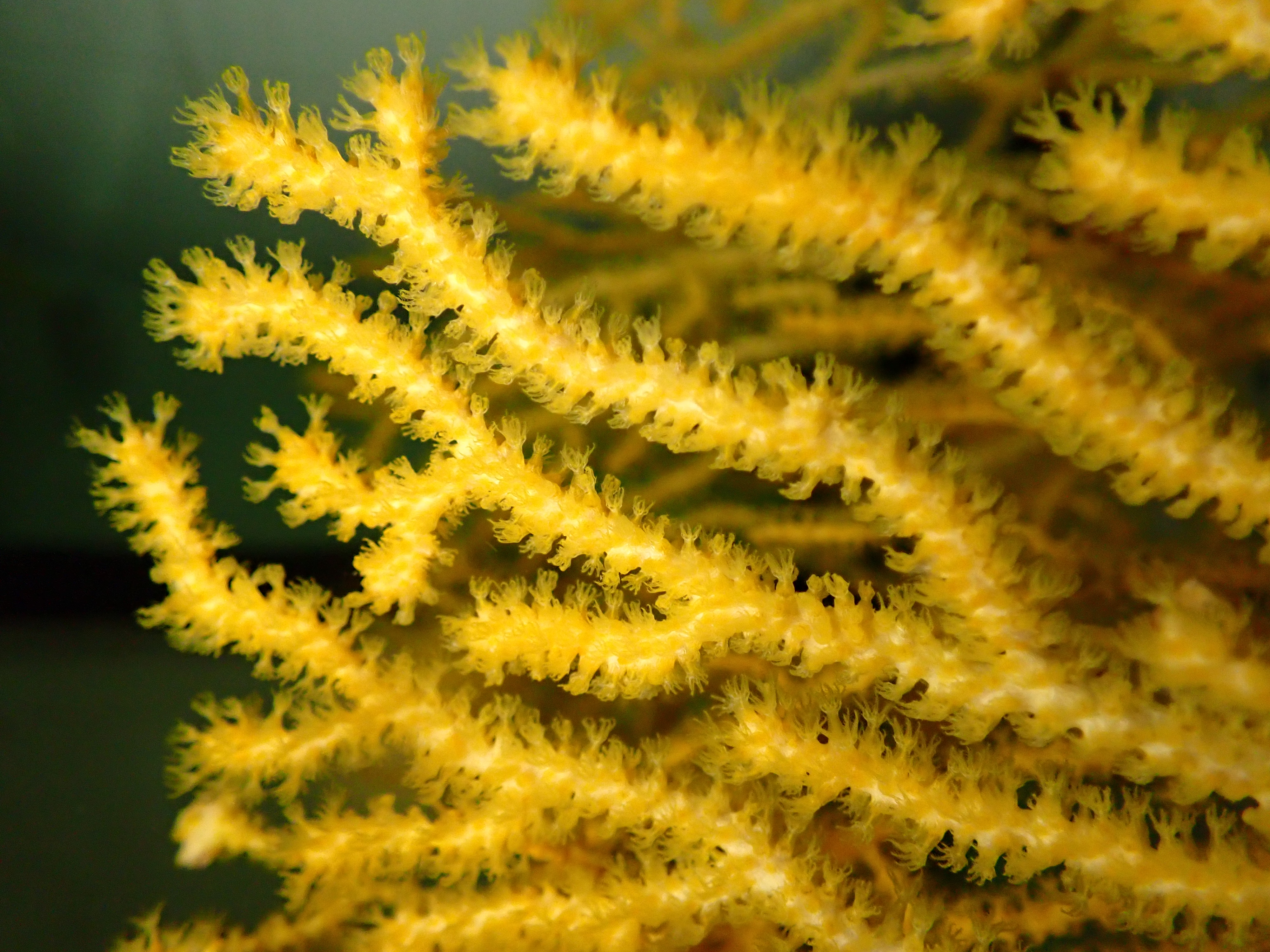 Colorful Coral Gardens that Flourish Entirely out of Our Sight ...