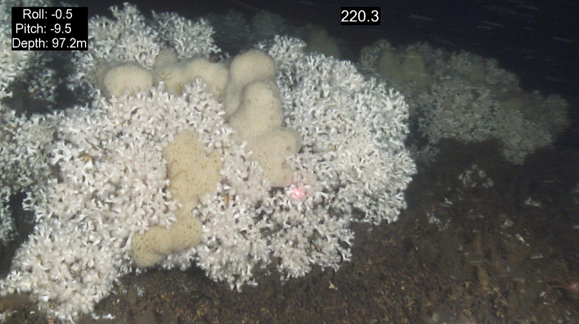 First steps to deep-sea coral restoration ‹ Restoreseas
