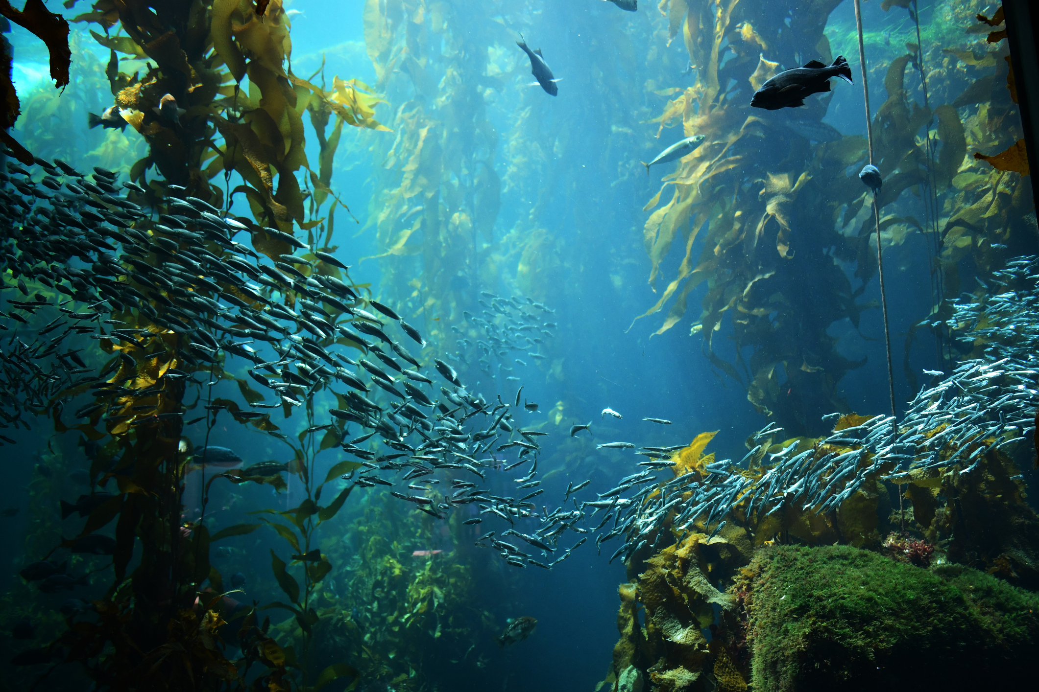 Conservation and restoration of marine forests, from deep sea coral ...